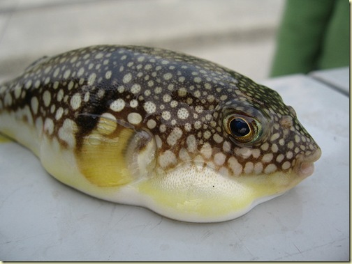 Sushi Dinner at Asahisushi, Machida - House of Annie